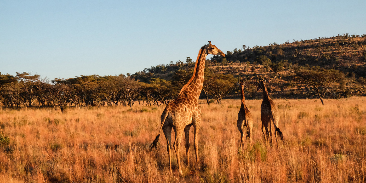 Experiences – Pitse Lodge